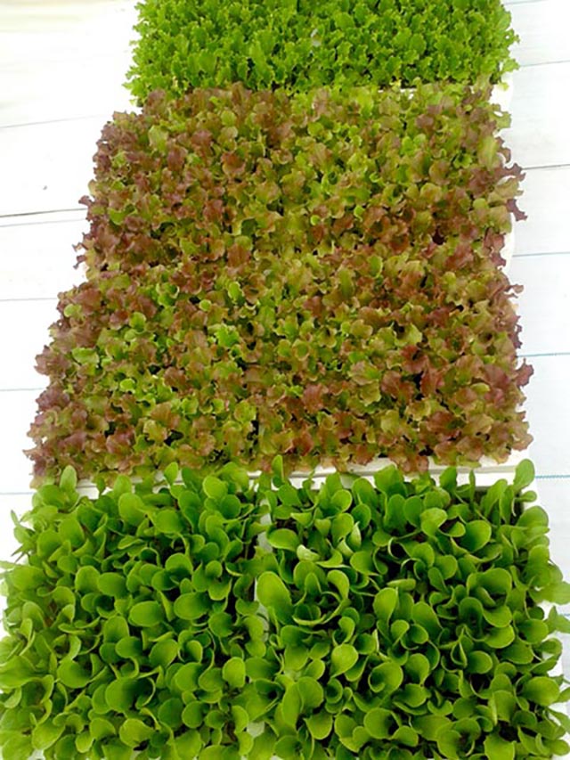 Vegetales | Peatfoam